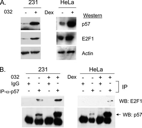 E2f1 And Cdkn1c Form Stable Complexes A Mda Mb 231 Cells Or Hela