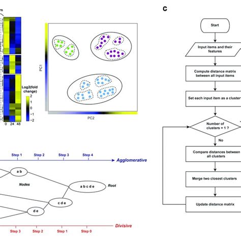 Hierarchical Clustering A Relative Abundances Of 50 Proteins Download Scientific Diagram