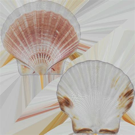 Clam Shell Pose 2 Collection 3d Model Turbosquid 2279938