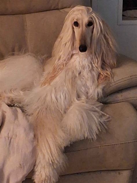 Afghan Hound Puppies For Sale