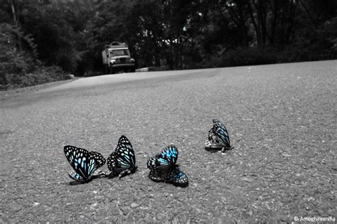 Western Ghats A Biodiversity Hotspot Jlr Explore