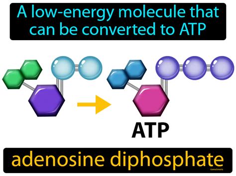 Adenosine Diphosphate Definition And Image Flippy Flashcards