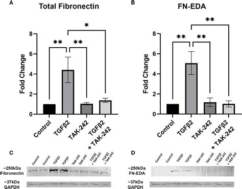 Frontiers Tlr4 Signaling Modulates Extracellular Matrix Production In