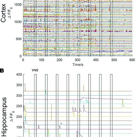 Characteristics Of Calcium Signaling Of Neurons In The Cerebral Cortex