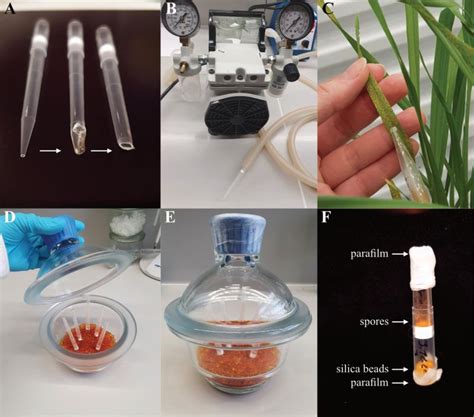 Bio Protocol On Linkedin 🍂 This Reproducible Protocol For Infecting