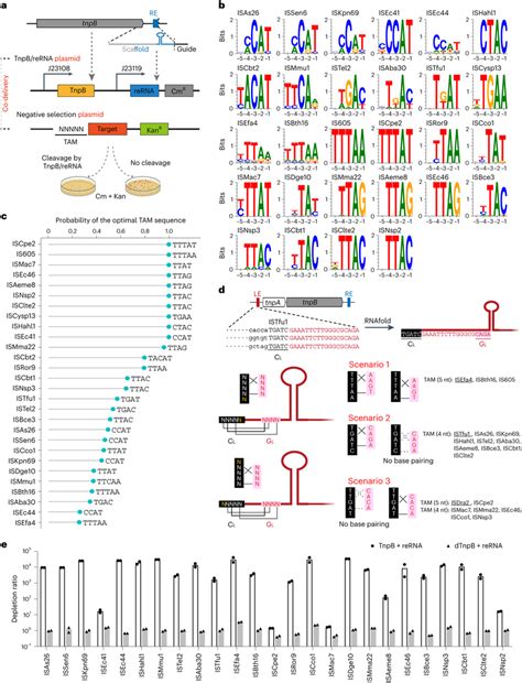 Analyses Of Tam And Tnpb Activity In E Coli A Schematic Of The Download Scientific Diagram