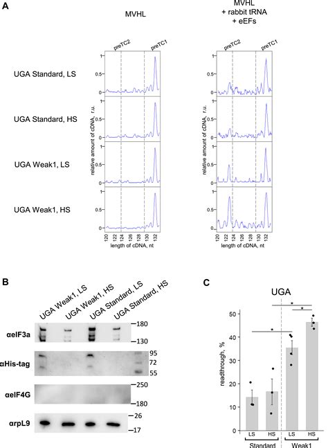 Recognition Of 3′ Nucleotide Context And Stop Codon Readthrough Are Determined During Mrna