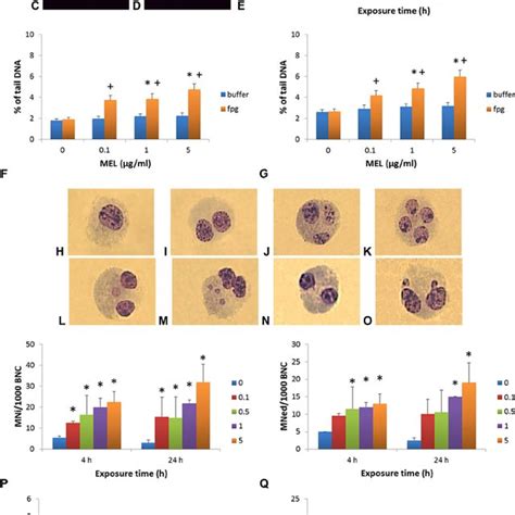 Primary Sequence Of Melittin Mel The Main Peptide Component In The