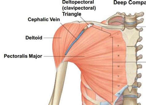 Clavipectoral Triangle