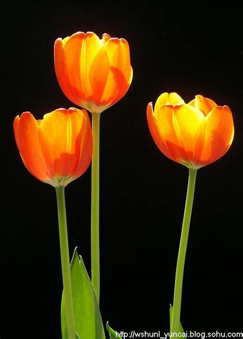 鬱金香花蕊特寫 每日頭條