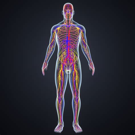 [diagram] Diagram Of Body Nerves Wiringschema Com