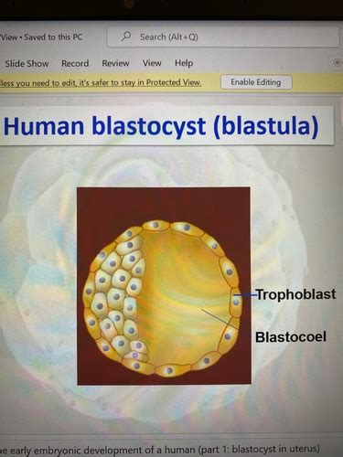 Human Blastula