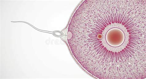 Microscopic View Of Human Ovum Fertilization Process With Detailed