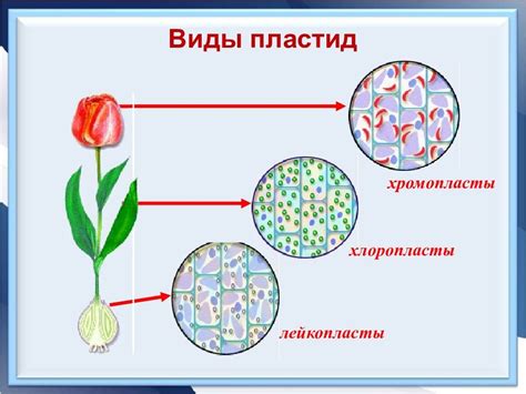 Лейкопласты рисунок (50 фото)