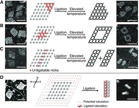 Reconfiguration Of Dna Nanostructures Induced By Enzymatic Ligation Treatment Pmc