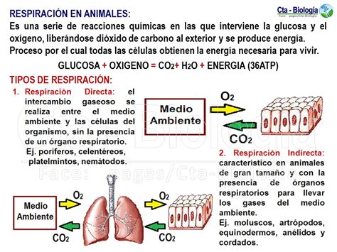 Biología didáctica NSC Respiración en seres vivos
