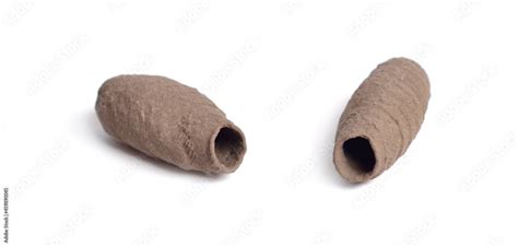 Nest Of Mud Sceliphron Curvatum Also Known As The Asian Mud Dauber