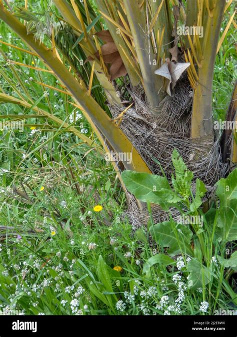 Patterns And Textures In Nature Intimate Landscape Of Tree Patterns Stock Photo Alamy