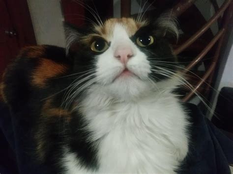 My Sweet Girl Has Skin Showing On Her Mounth She Wasnt Like This