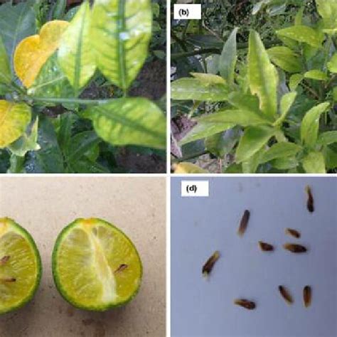 The Symptom Of Infected Cvpd On Brastepu Citrus A Greening To Yellow Download Scientific