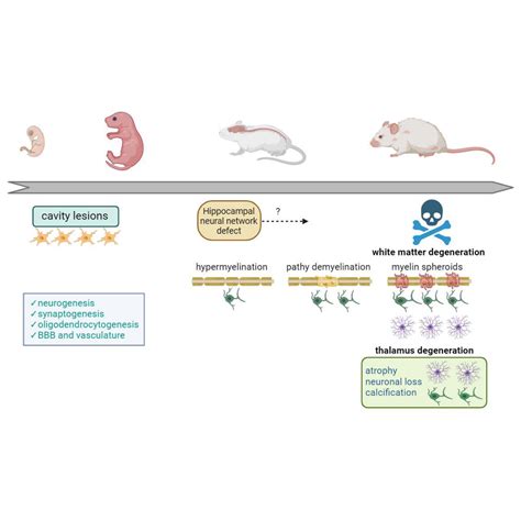 This Week In Microglia — W1 This Is My Attempt At Summarizing The… By Showmick Paul Jan