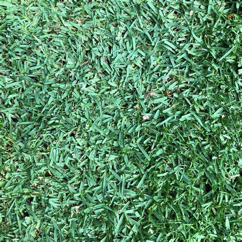St Augustine Citrablue Premium Grass Plugs Seed World