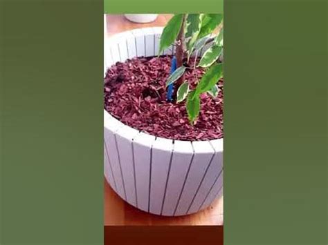 Мульча для комнатных растений #мульча #уходзасадом #подготовкасада # ...