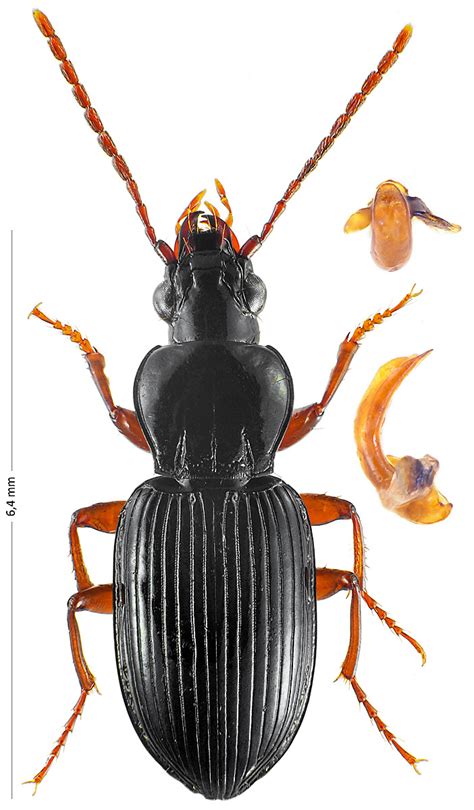 Variety Of Life Abacetus