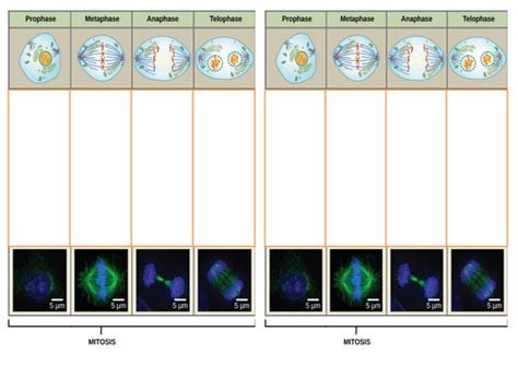 Ks4 B2 1 Cell Division Teaching Resources