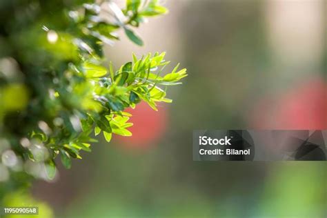 밝은 신선한 녹색 장식 박스 우드 부시 브런치 흐리게 다채로운 복사 공간 배경에 원예 예술과 농업 개념 0명에 대한 스톡 사진 및 기타 이미지 Istock