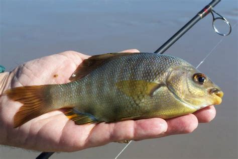 California Surf Fish California Surf Fishing A