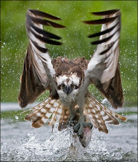 Small Tree Tattoo Tattmaniatattmania Tree Tattoo Small Tiny Tree Tattoo Tree Tattoo Designs