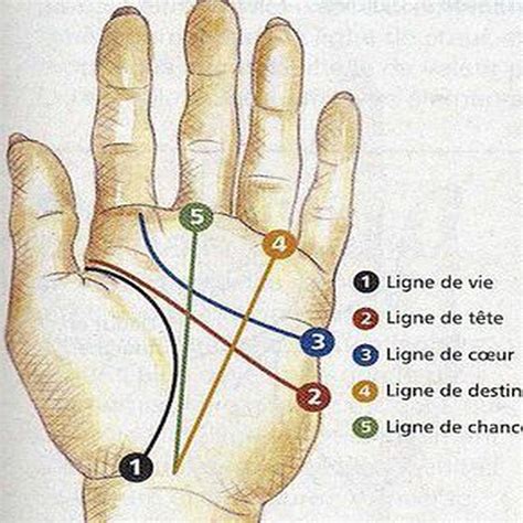 La Chiromancieles Lignes De La Main