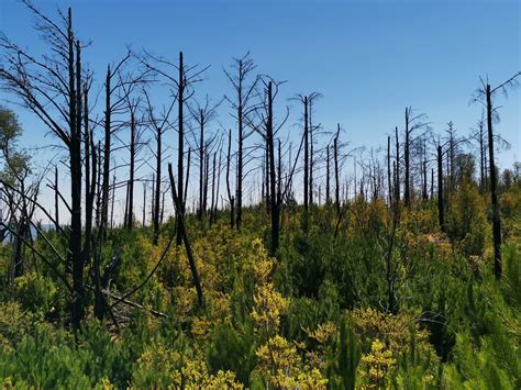 Recomendaciones Para Prevenir Incendios Forestales Noticias Uach