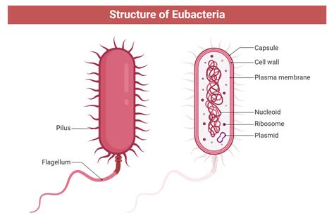 Eubacteria Characteristics Structure Types Examples