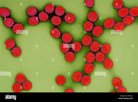 Color Enhanced Transmission Electron Micrograph TEM Of Rotavirus A
