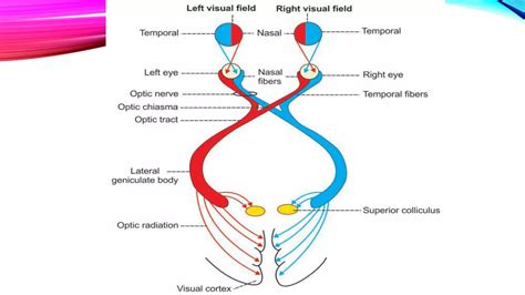 Perimetry And Effects Of Lesions At Different Levels Of Visual Pathway