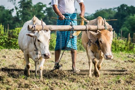 Two Working Bullocks In Harness Pulling Plough Through Field With