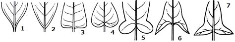 Plant Morphology