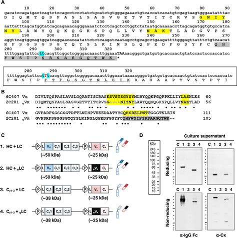 Ch Cl配对和vl结构域的完整性影响igg1分泌过程