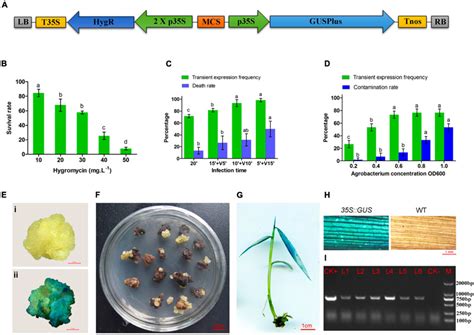 Revolutionizing Plant Genetics A Breakthrough In Tree Cloning For Environmental Sustainability