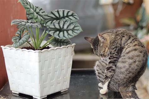 Light Silver Cat Planters Images Free Download On Freepik