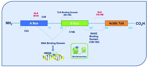 Schematic Representation Of Hmgb1 Structure Hmgb1 Has 215 Amino Acids Download Scientific