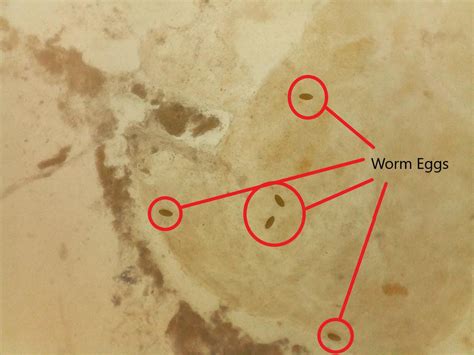 New Microscope For The Raptor Hospital — Suffolk Owl Sanctuary