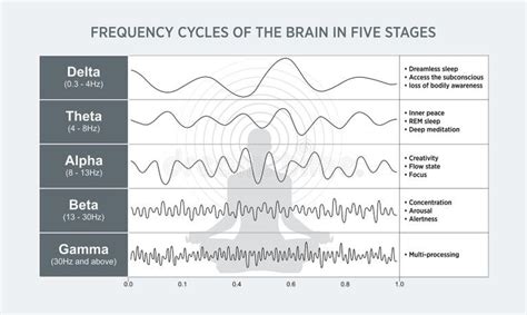 Alpha Beta Delta Gamma Theta Brain Waves Stock Illustrations 24 Alpha
