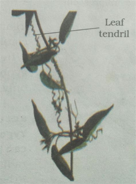 Morphology Of Flowering Plants Class 11 Science Notes Download In Pdf 3