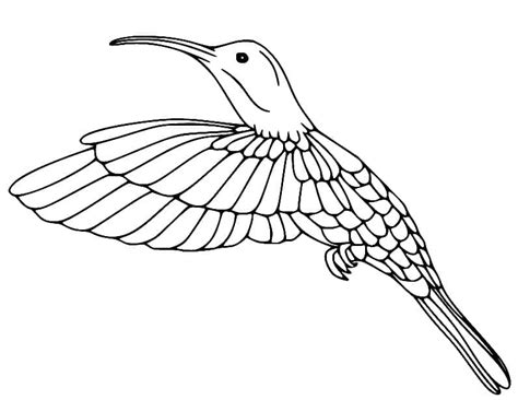Coloriage Colibri à Imprimer Sur Coloriageenfantcom