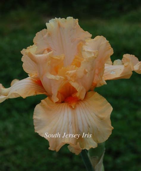 Typical Tom South Jersey Iris