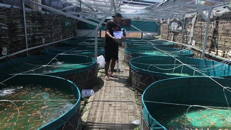 Mengintip Budidaya Ikan Nila Merah Sistem Bioflok Di Malang