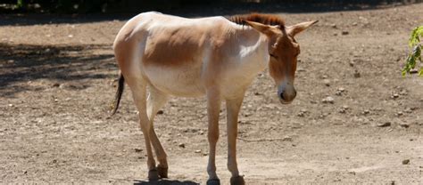 The Wild Onager Critter Science